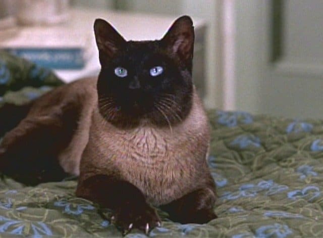 The “Purrfect” List of Disney’s Coolest Cats : DisneyFanatic.com