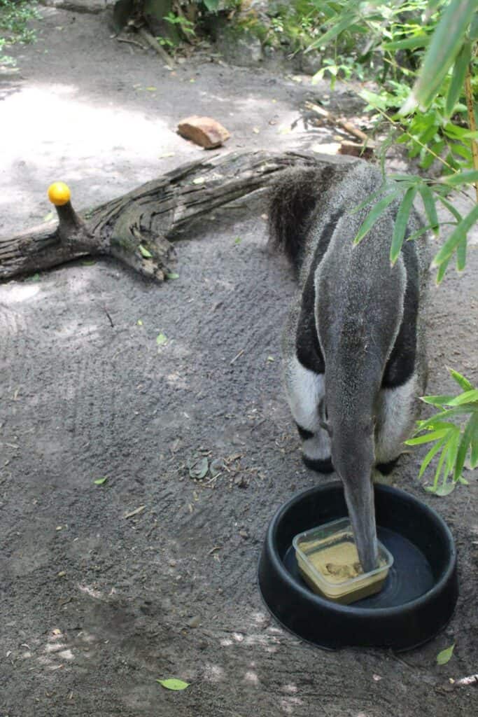 Photos: Annie the Anteater Celebrates Her 20th Birthday at Disney's ...