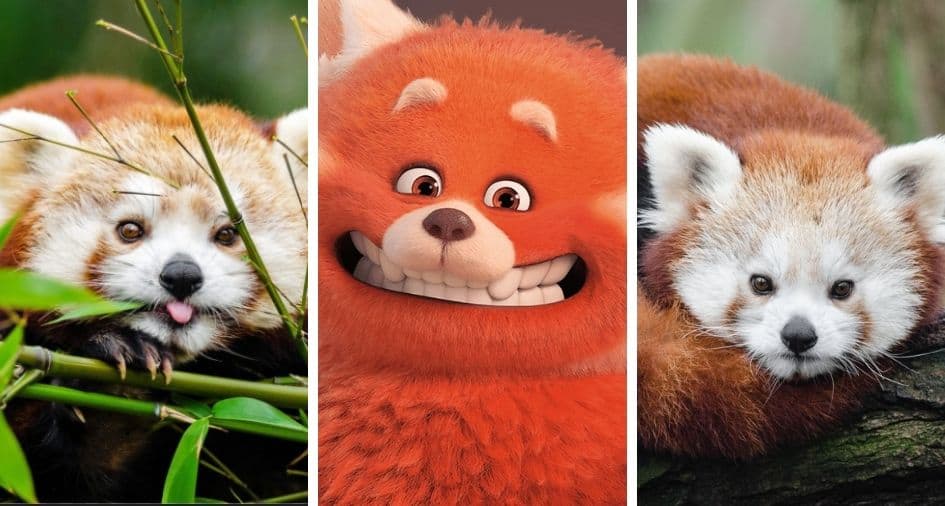 Fluffy Red Panda