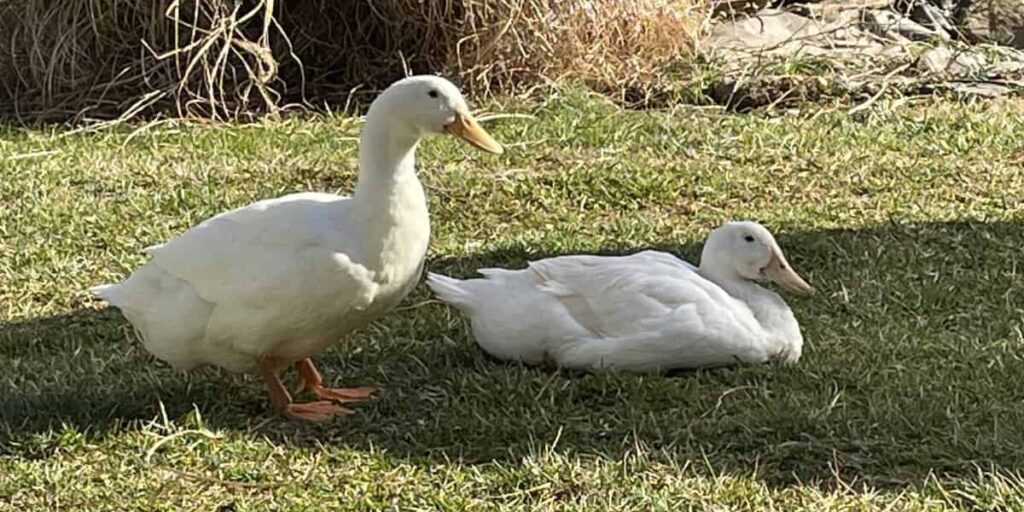 Feathered and Famous: 10 Fun Facts About Donald Duck : Disney Fanatic