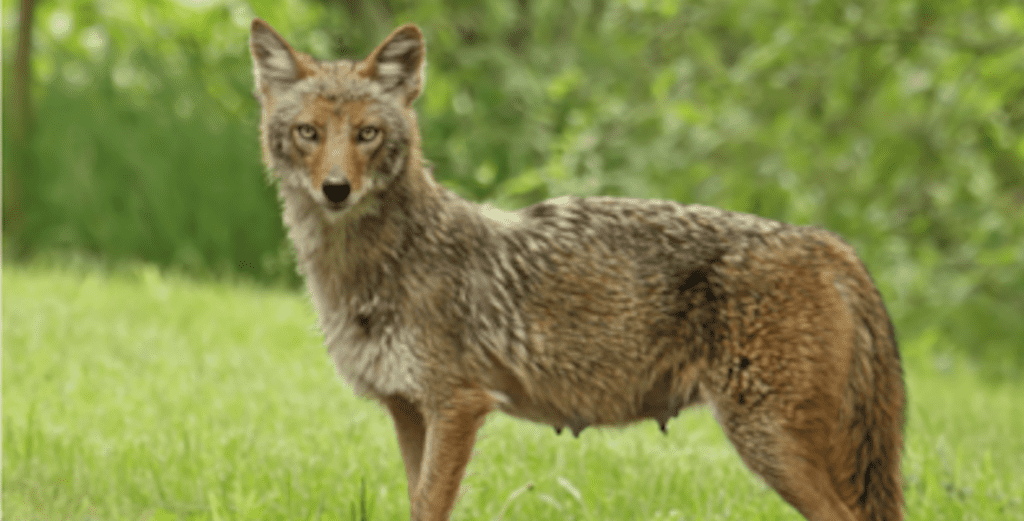 Surprising Creatures You May Encounter on Disney World Property ...