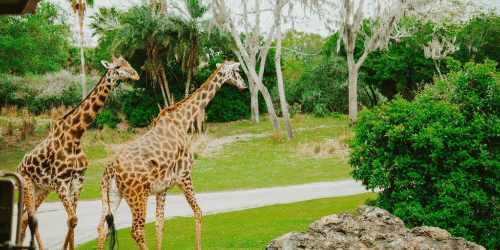 Disney Just Made a Major Decision About Its Newest Baby Giraffe