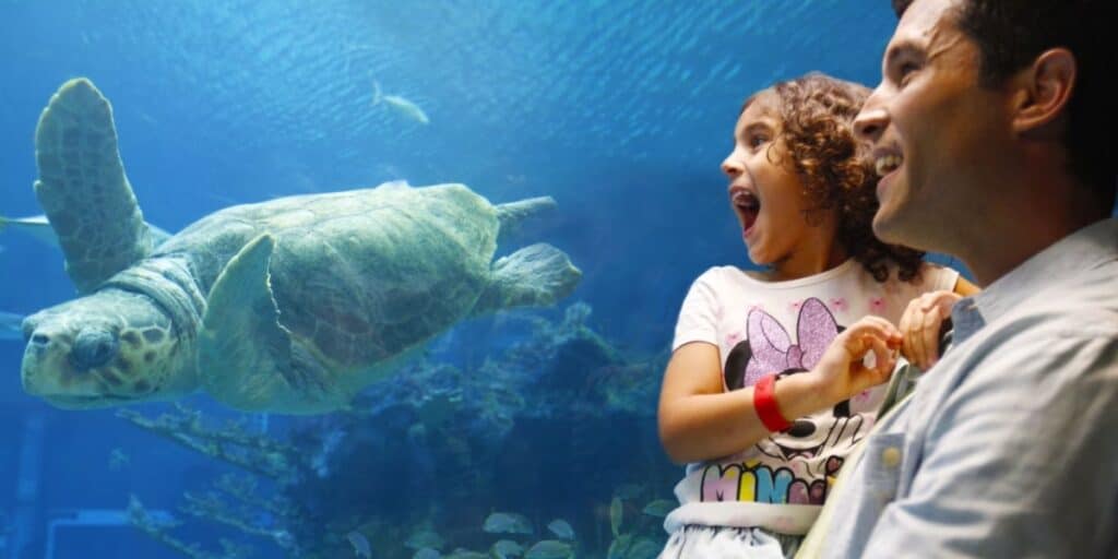 Here's How Disney Helps Save Florida’s Coral Reefs : Disney Fanatic