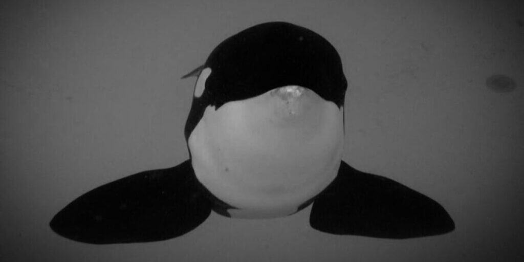 Famous Killer Whale Is Dead, Theme Park Confirms : Disney Fanatic
